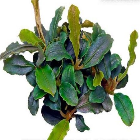 BUCEPHALANDRA LAMANDAU PURPLE | NAscapers
