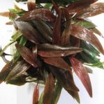 Cryptocoryne Petchii Pink - Venta en Tienda Online - NAscapers