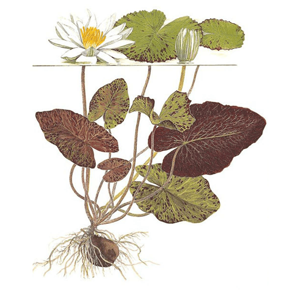 NYMPHAEA TIGER LOTUS RED ZENKERI - Venta Online | NAscapers