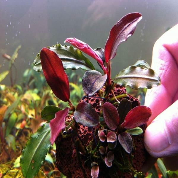 BUCEPHALANDRA SP RED