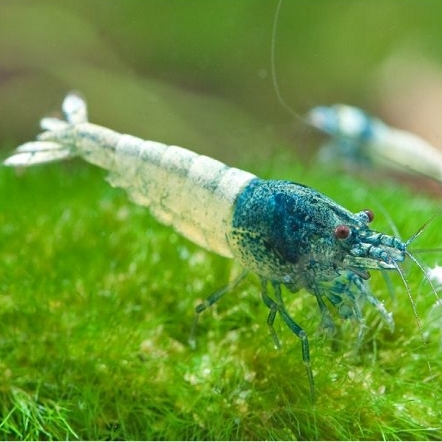 CARIDINA BLUE BOLT - Venta de gambas Online - NAscapers