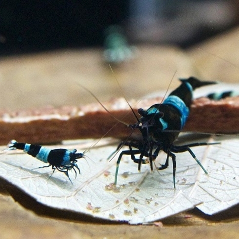 Gamba Caridina TAIWAN BEE BLUE PANDA - NAscapers