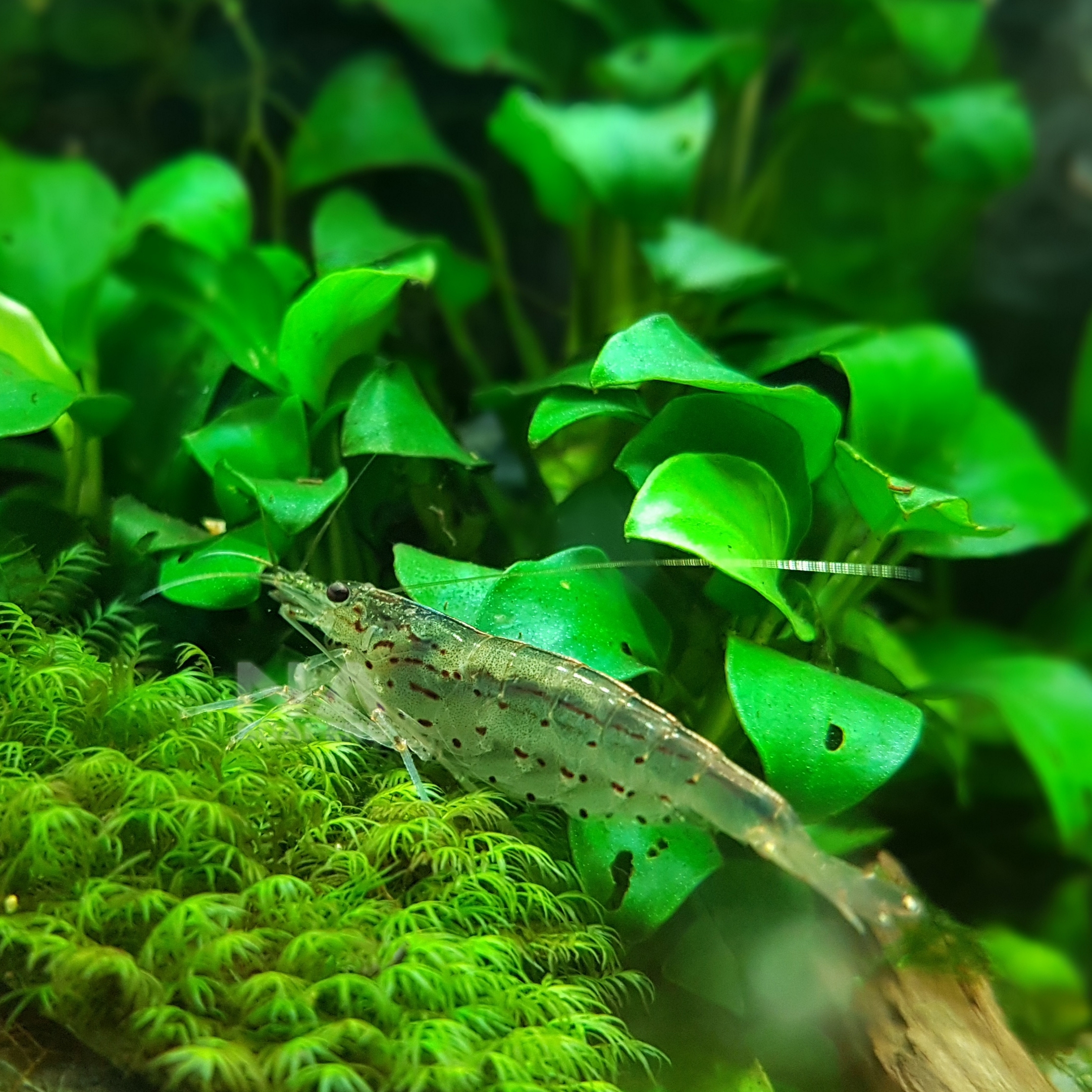 CARIDINA JAPONICA - Venta en Tienda Online | NAscapers