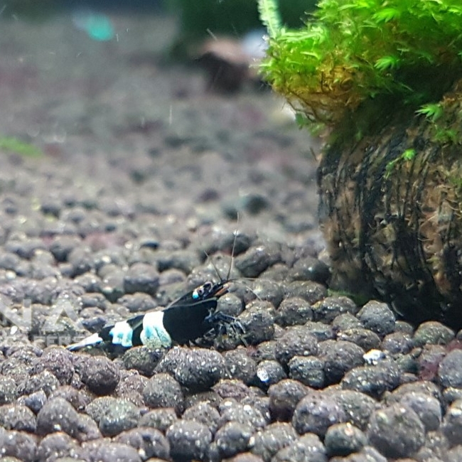 Caridina Panda - Venta Online de Gambas para acuarios - NAscapers