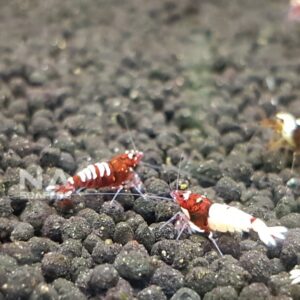 Gamba Neocaridina RED RILI - Venta Tienda Online - NAscapers