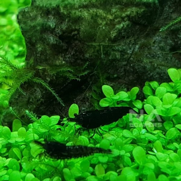 Gamba Neocaridina RED RILI - Venta Tienda Online - NAscapers