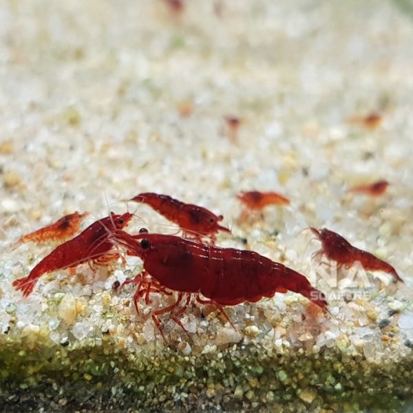 Gamba Neocaridina RED RILI - Venta Tienda Online - NAscapers