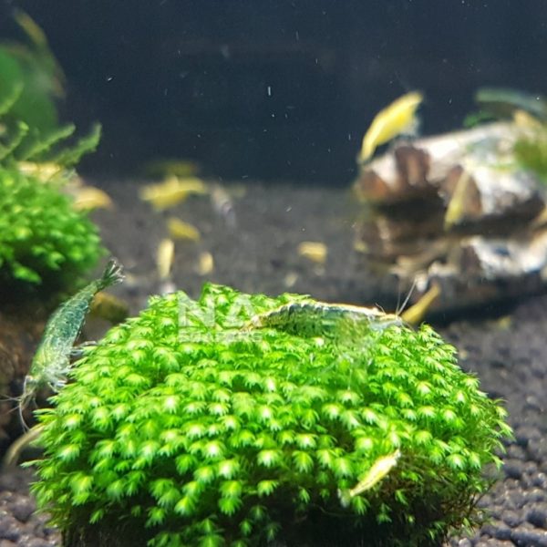 Gamba Neocaridina RED RILI - Venta Tienda Online - NAscapers