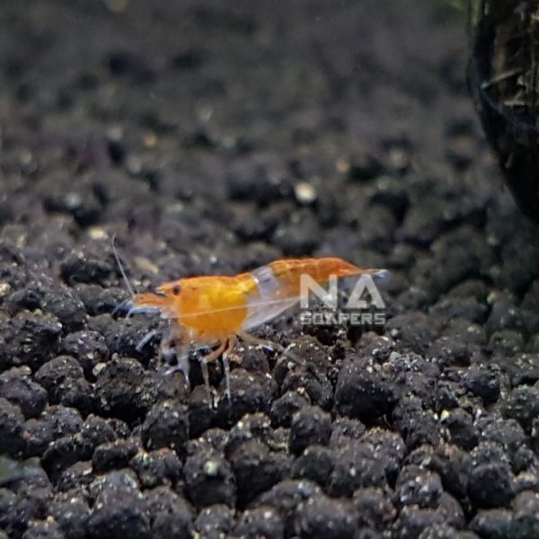 NEOCARIDINA ORANGE RILI