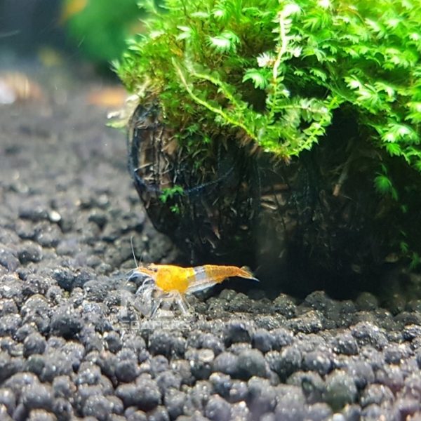 NEOCARIDINA ORANGE RILI