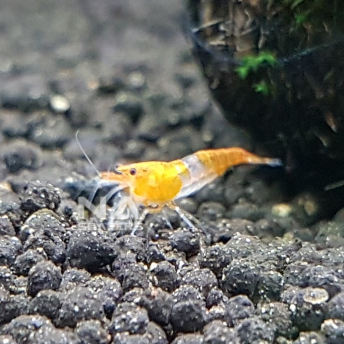 NEOCARIDINA ORANGE RILI