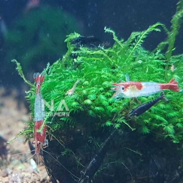 Gamba Neocaridina RED RILI - Venta Tienda Online - NAscapers