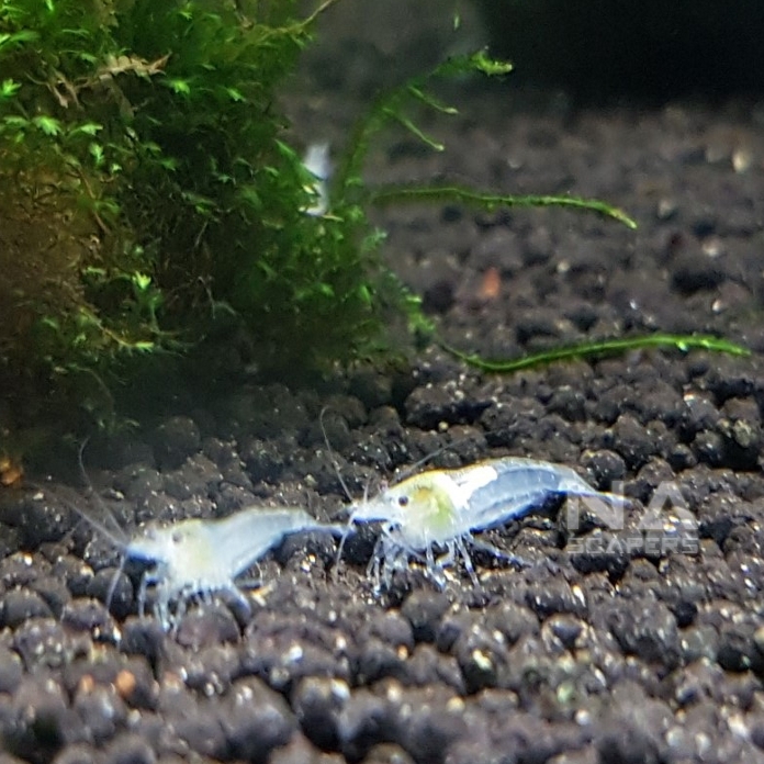 Gamba Neocaridina RED RILI - Venta Tienda Online - NAscapers