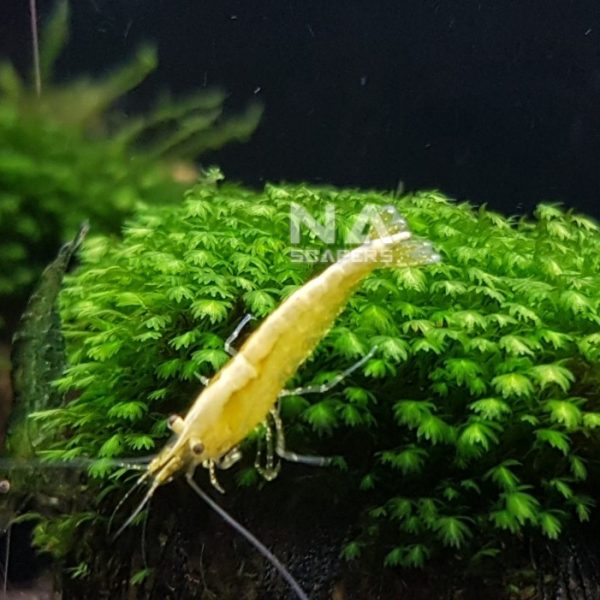 Gamba Neocaridina RED RILI - Venta Tienda Online - NAscapers