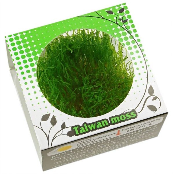 TAIWAN MOSS | NAscapers