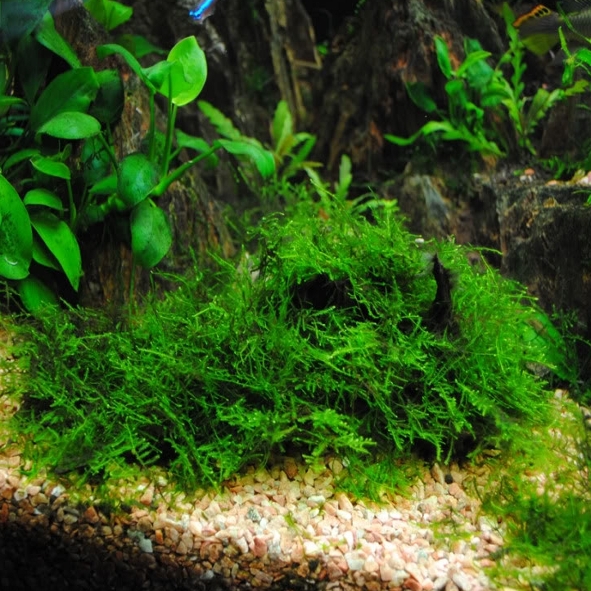 TAIWAN MOSS | NAscapers