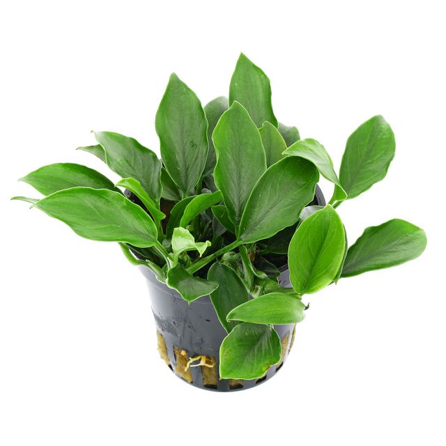 ANUBIAS NANA MINI - NAscapers