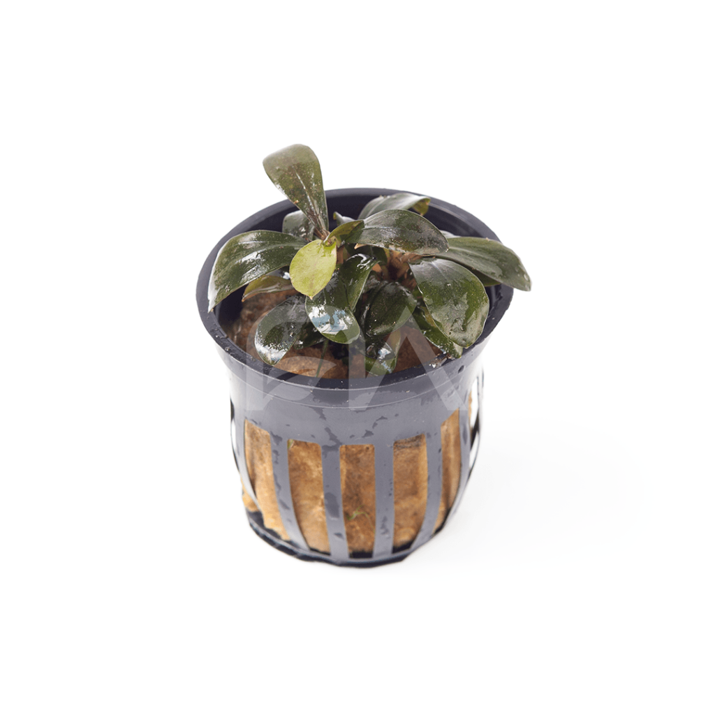 Bucephalandra Kedagang Round Vulcan