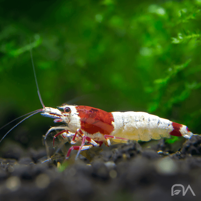 CARIDINA CRYSTAL RED S - Venta en Tienda Online - NAscapers