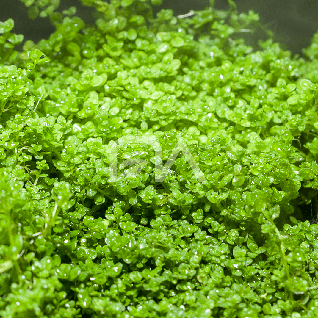 HEMIANTHUS CALLITRICHOIDES CUBA - Venta Online | NAscapers