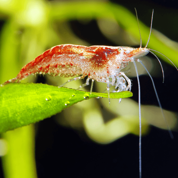 NEOCARIDINA RED CHERRY - Venta de gambas Online - NAscapers