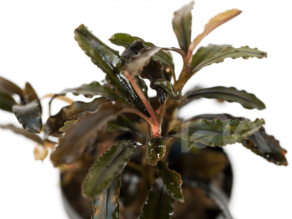 Bucephalandra Centipete - Planta acuática - NAscapers