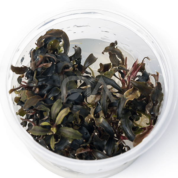 BUCEPHALANDRA KEDAGANG RED GODZILLA - Online | NAscapers