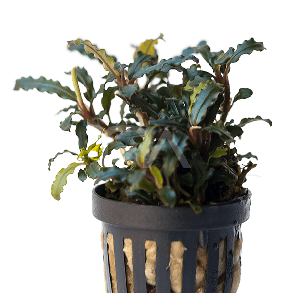 BUCEPHALANDRA KEDAGANG MINI