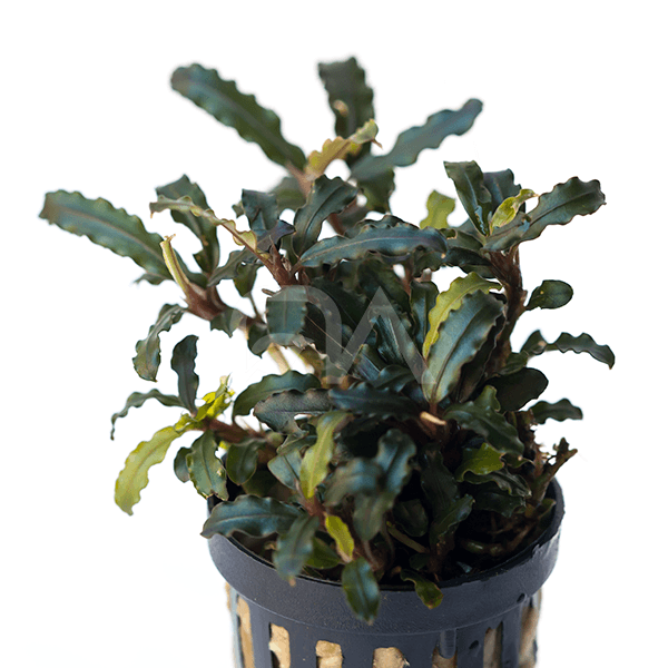 BUCEPHALANDRA KEDAGANG MINI