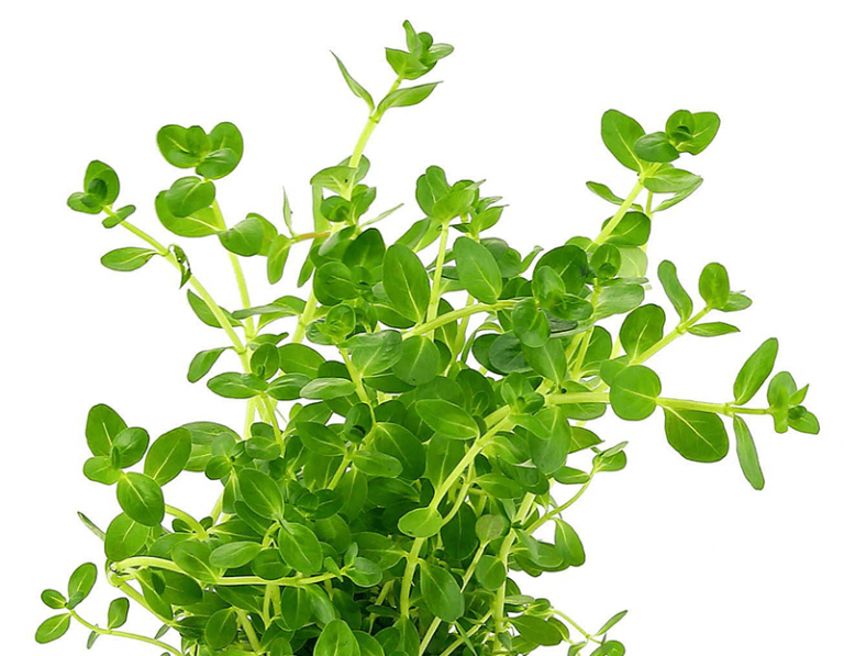 ROTALA ROTUNDIFOLIA SP GREEN - Venta Tienda Online | NAscapers