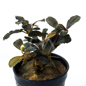 Bucephalandra Pygmaea Red - Planta acuática - NAscapers