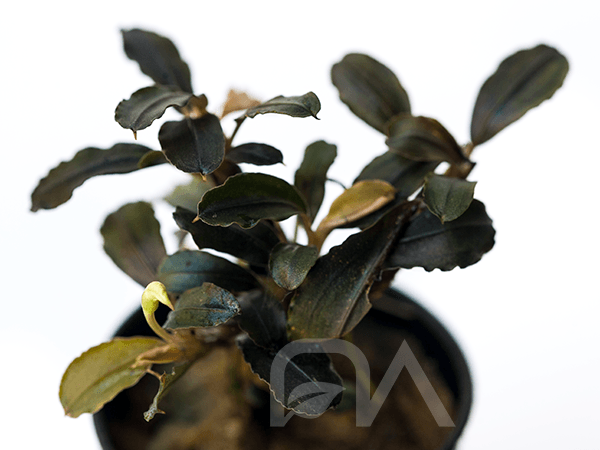 Bucephalandra Pygmaea Red - Planta acuática - NAscapers