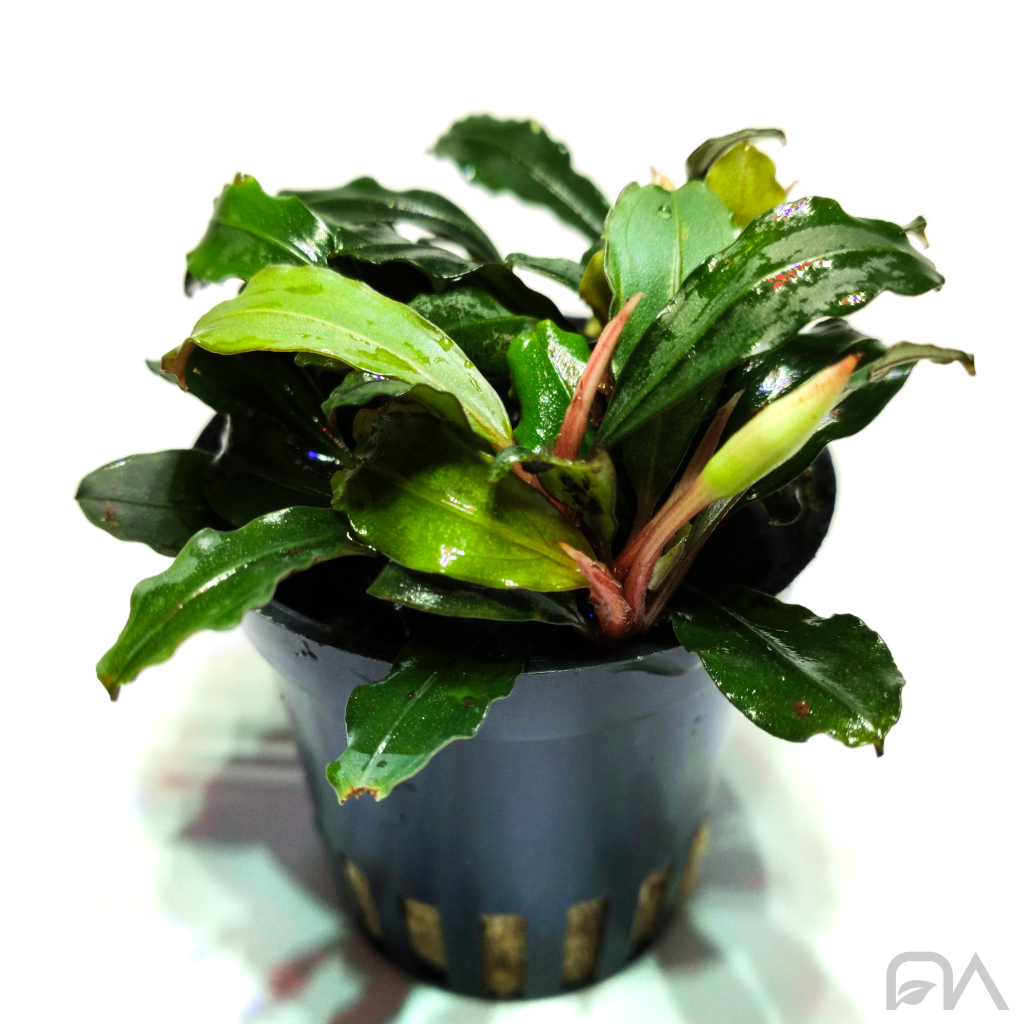 Bucephalandra SP LAMANDAU MINI RED - Venta Online | NAscapers