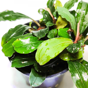 Bucephalandra SP LAMANDAU MINI RED - Venta Online | NAscapers