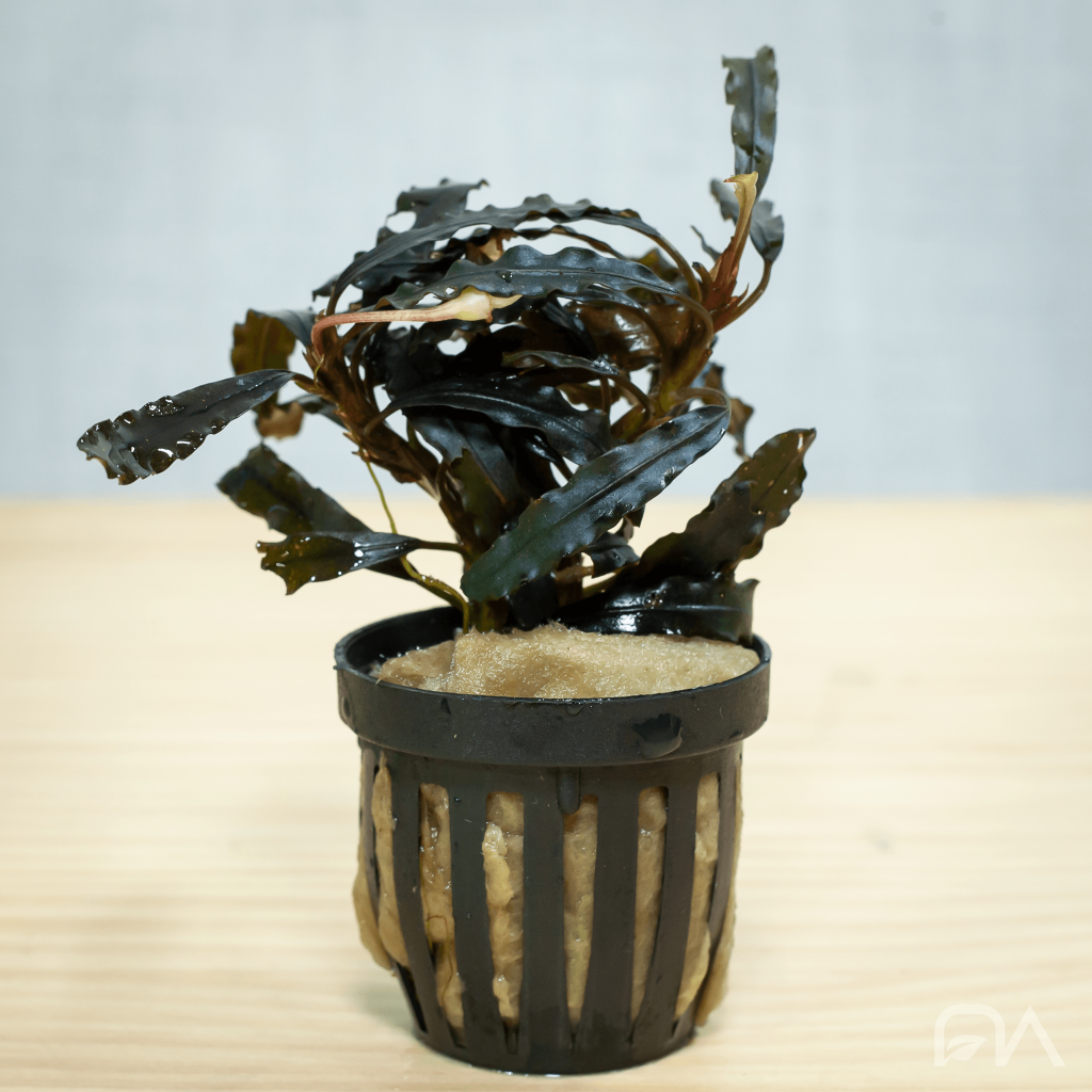 Bucephalandra SP RED SCORPIO - Plantas acuáticas | NA
