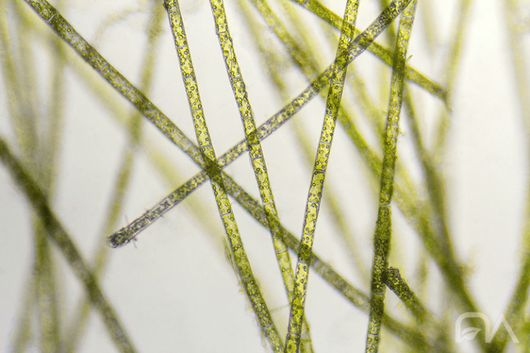 Alga verde filamentosa | Acuario Plantado - Blog Aquascaping | NA