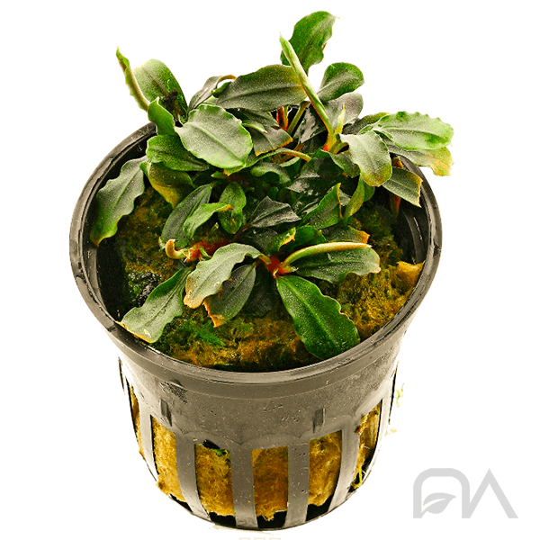 Bucephalandra Deep Purple - Venta en tienda Online - NAscapers