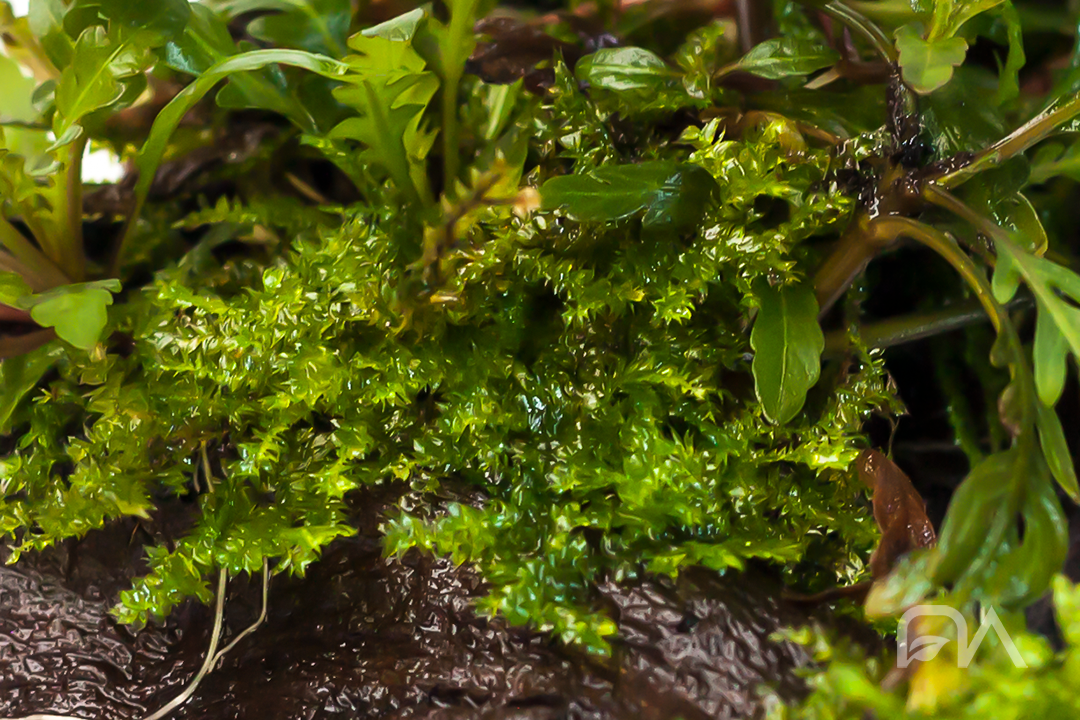 MUSGOS PARA ACUARIO - ARTÍCULO DEL BLOG - NAscapers