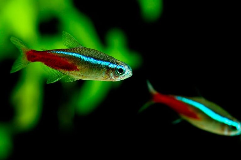 Neon Innesi | Paracheirodon Innesi - Venta en Tienda Online | NAscapers