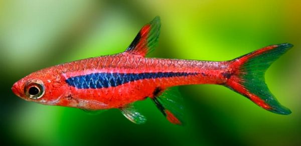 Rasbora Brigittae - Venta en Tienda Online | NAscapers