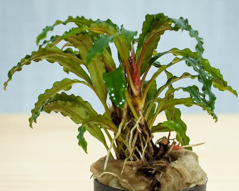 Las Mejores bucephalandra para acuario [2021] - 🌟 Guía completa 🌟