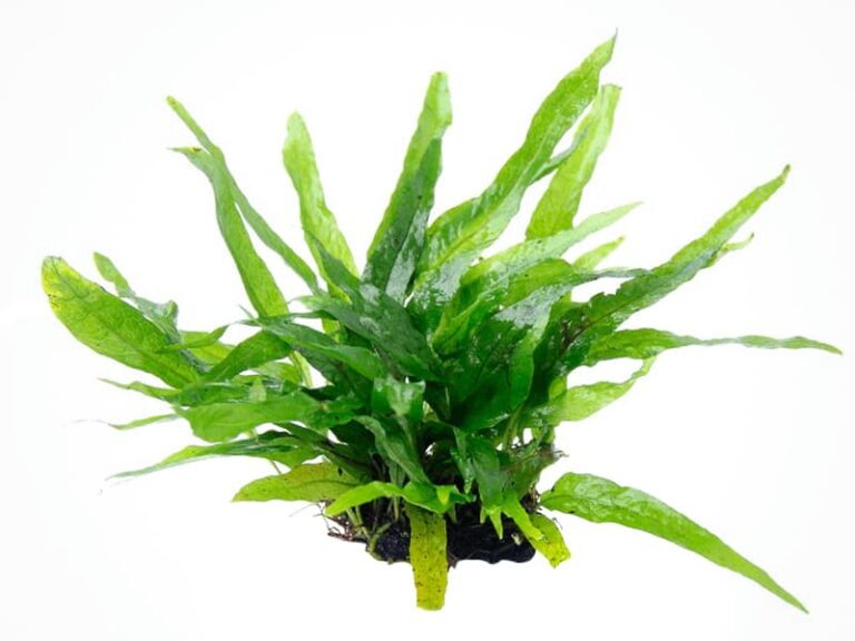 Microsorum Minor - Venta en Tienda Online - NAscapers