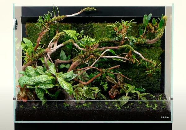 DOOA SYSTEM PALUDA: Nuevo Paludario con generador de niebla