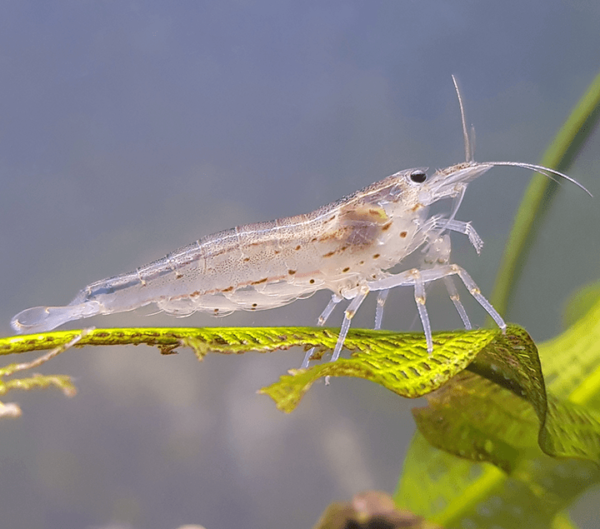 Alga verde filamentosa | Acuario Plantado - Blog Aquascaping | NA
