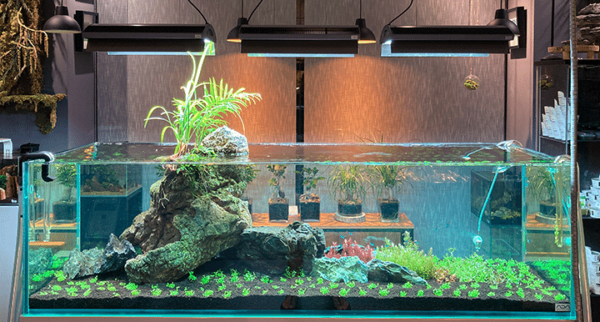 Cómo montar un acuario: guía práctica para los primeros 60 días - NAscapers