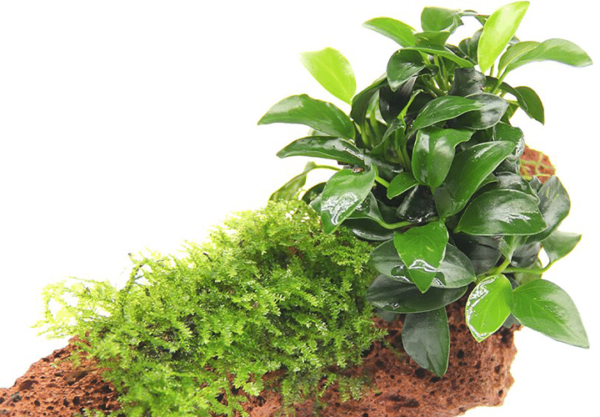 Los mejores musgos: 10 consejos para tu acuario plantado | Blog NA
