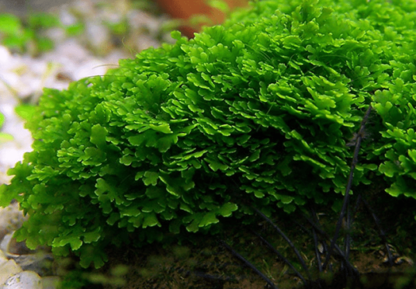 Los mejores musgos: 10 consejos para tu acuario plantado | Blog NA