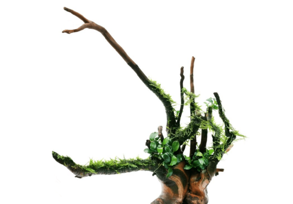 Los mejores musgos: 10 consejos para tu acuario plantado | Blog NA