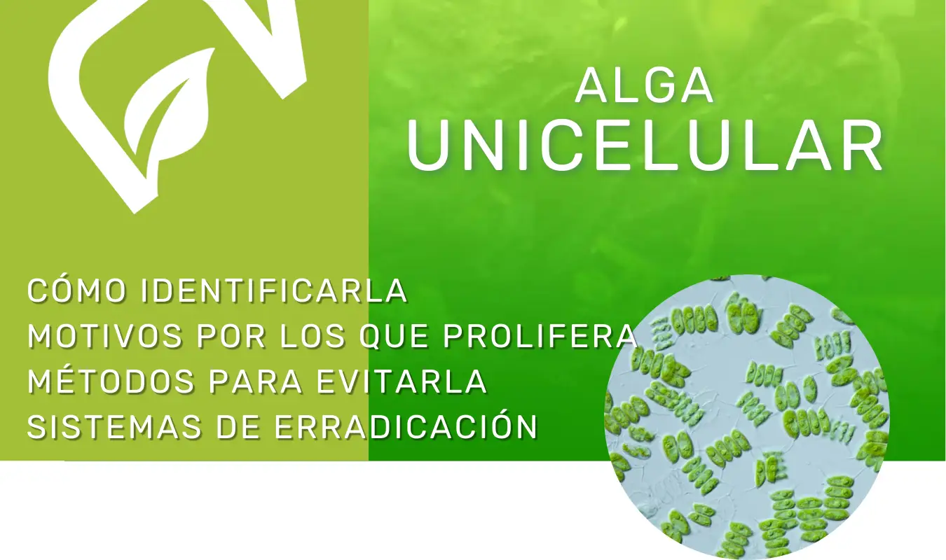 Eliminar alga unicelular | Acuario Plantado - Blog acuariofilia | NA