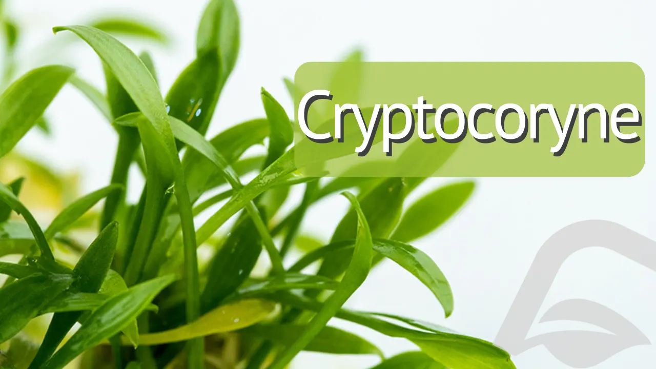 Todo sobre las Cryptocoryne en los acuarios plantados | Blog NA
